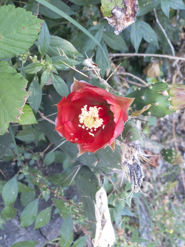 Opuntia bergeriana (Tenerife Plants Cactaceae, Apocynaceae, Aizoaceae ...