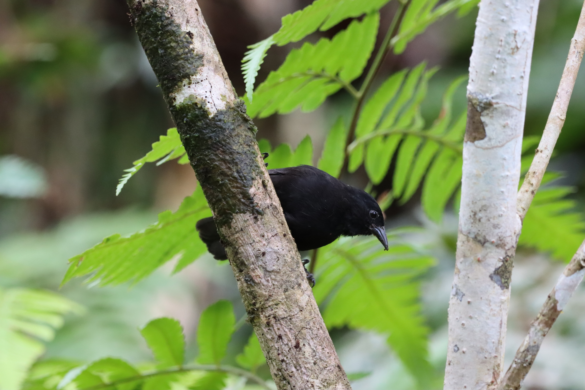 Pinaroloxias inornata (Gould, 1843)