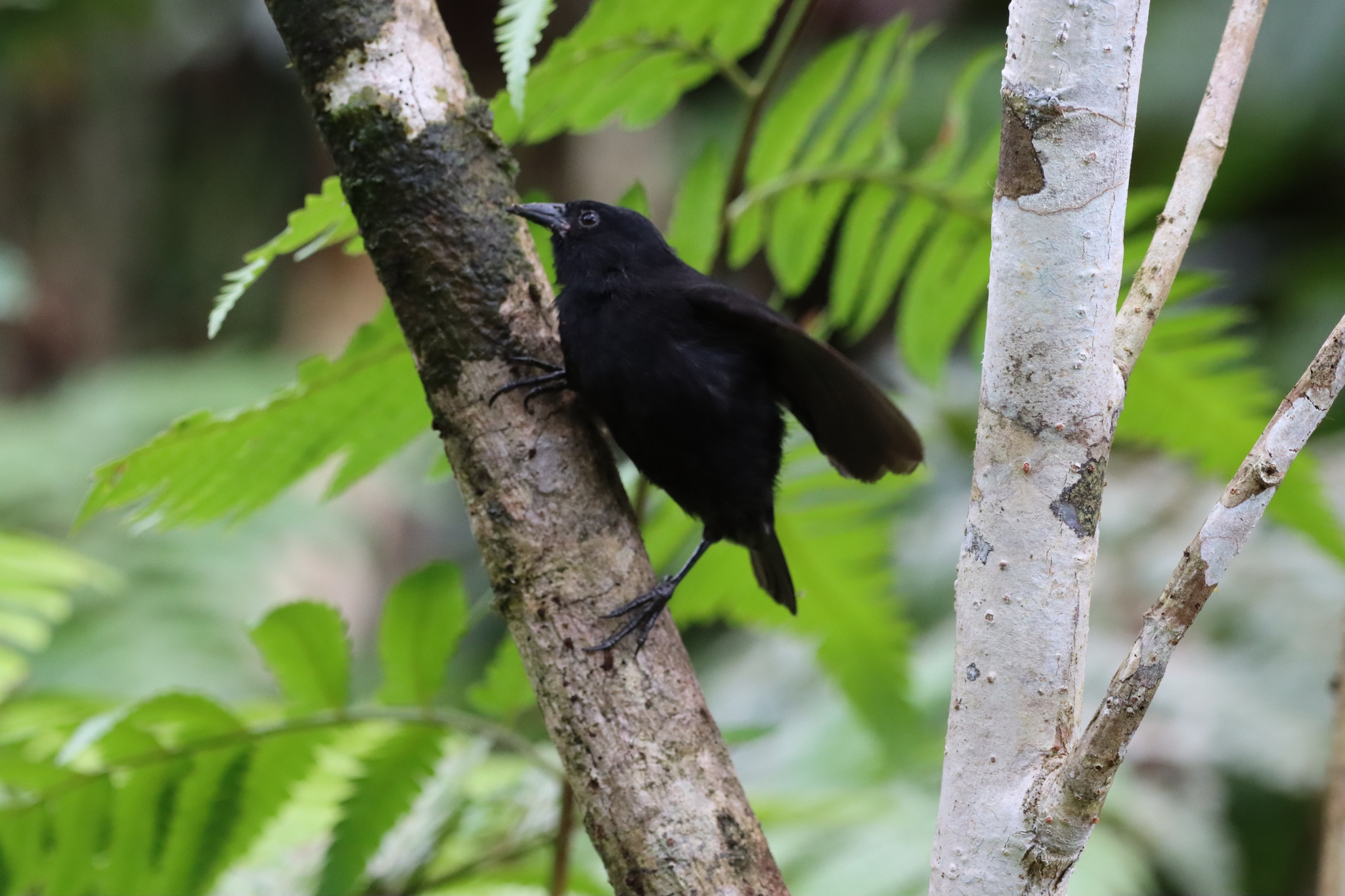 Pinaroloxias inornata (Gould, 1843)