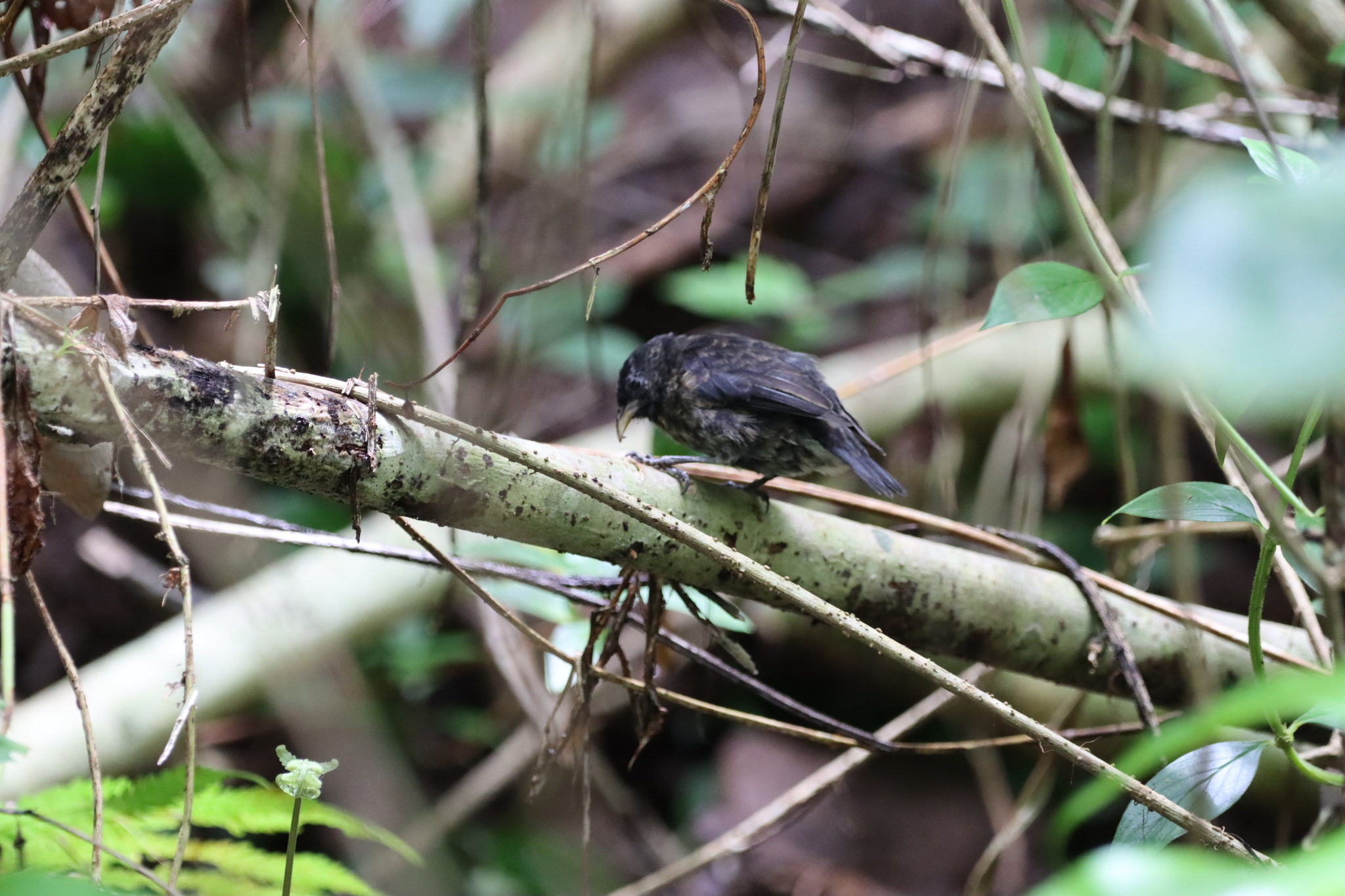 Pinaroloxias inornata (Gould, 1843)