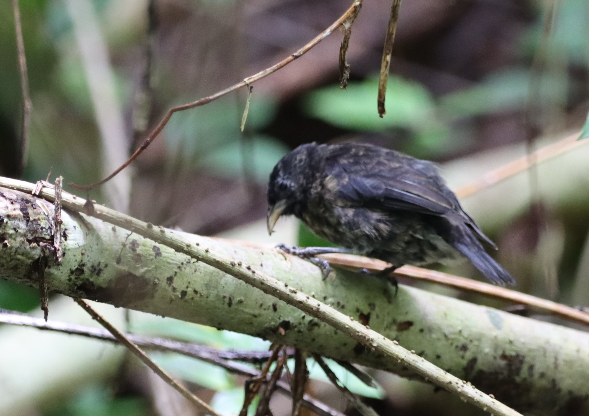 Pinaroloxias inornata (Gould, 1843)