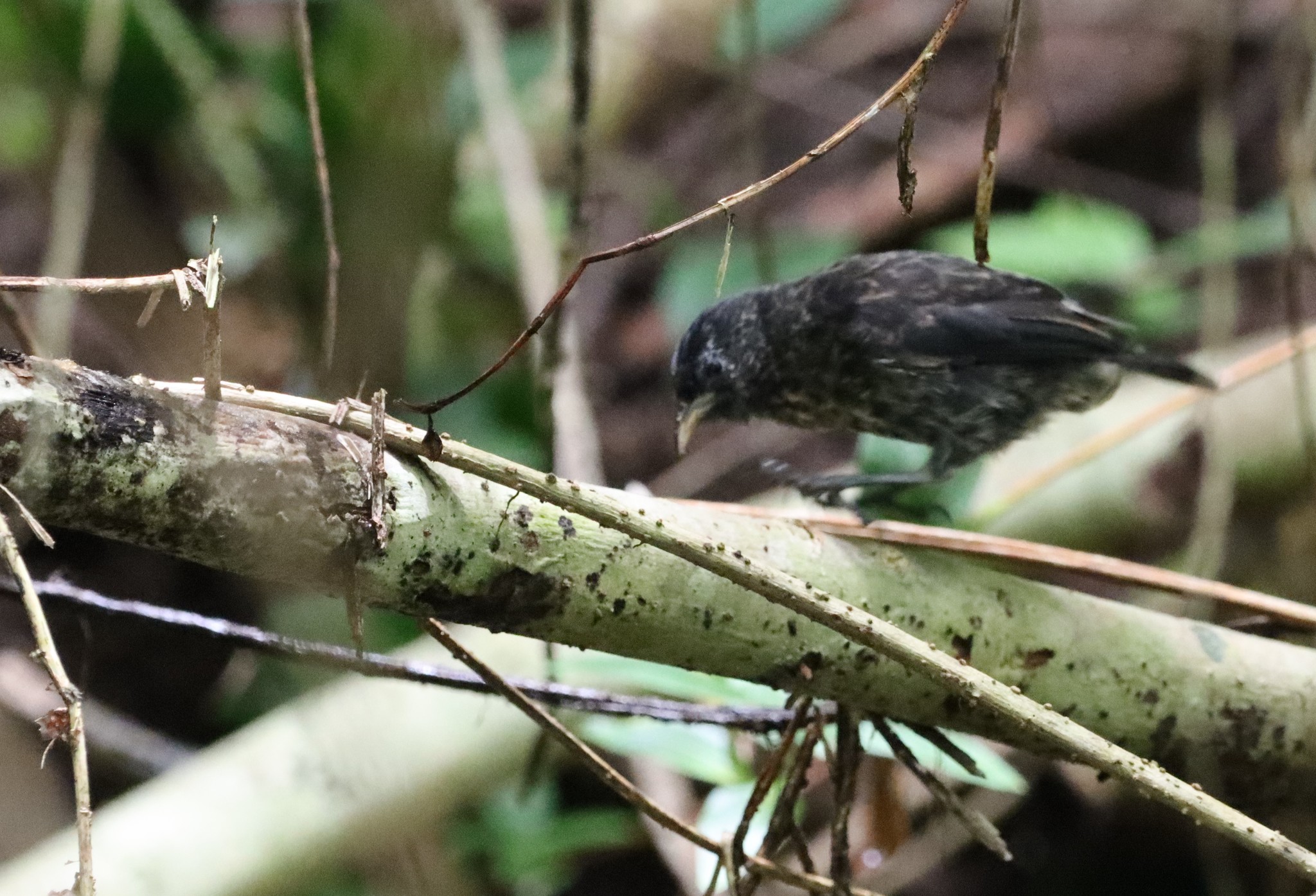 Pinaroloxias inornata (Gould, 1843)