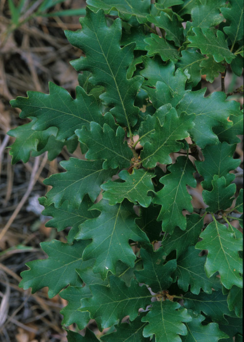 Gambel oak (Plants of Jackson Lake State Park) · iNaturalist
