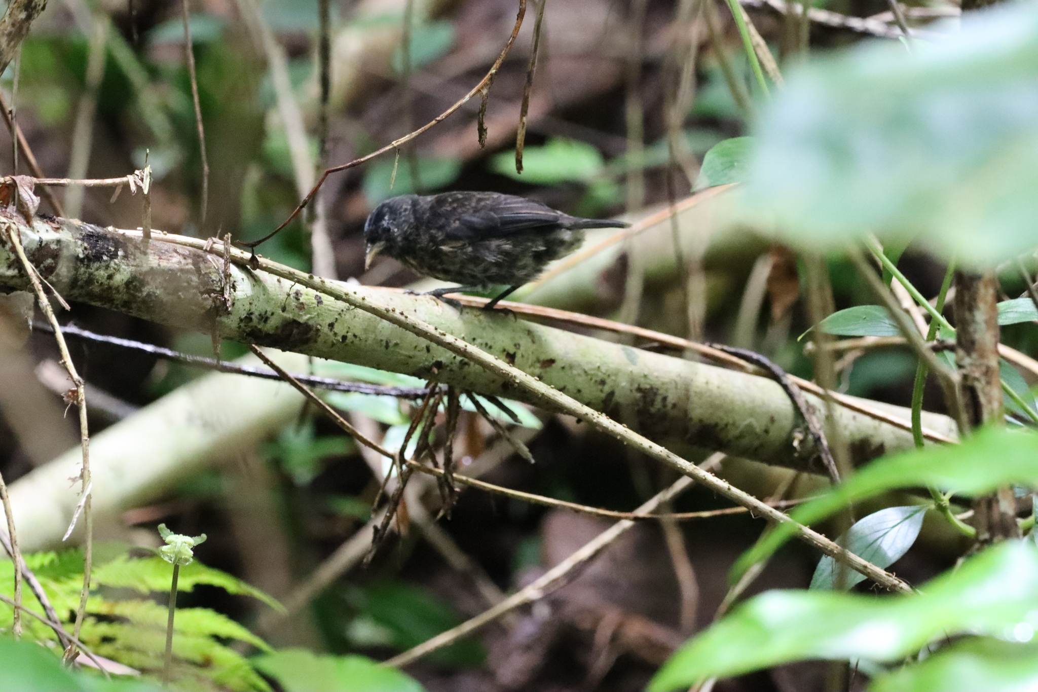 Pinaroloxias inornata (Gould, 1843)