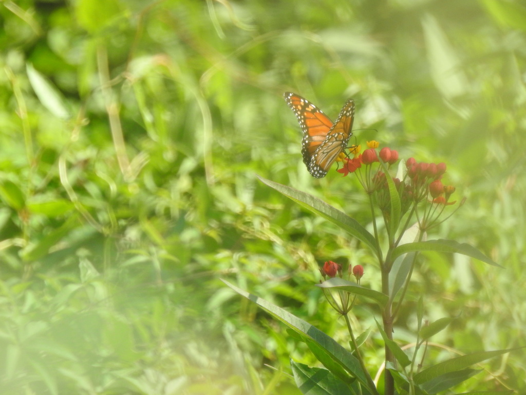 Southern Monarch from Santa Fe, Argentina on April 26, 2022 at 11:21 AM ...