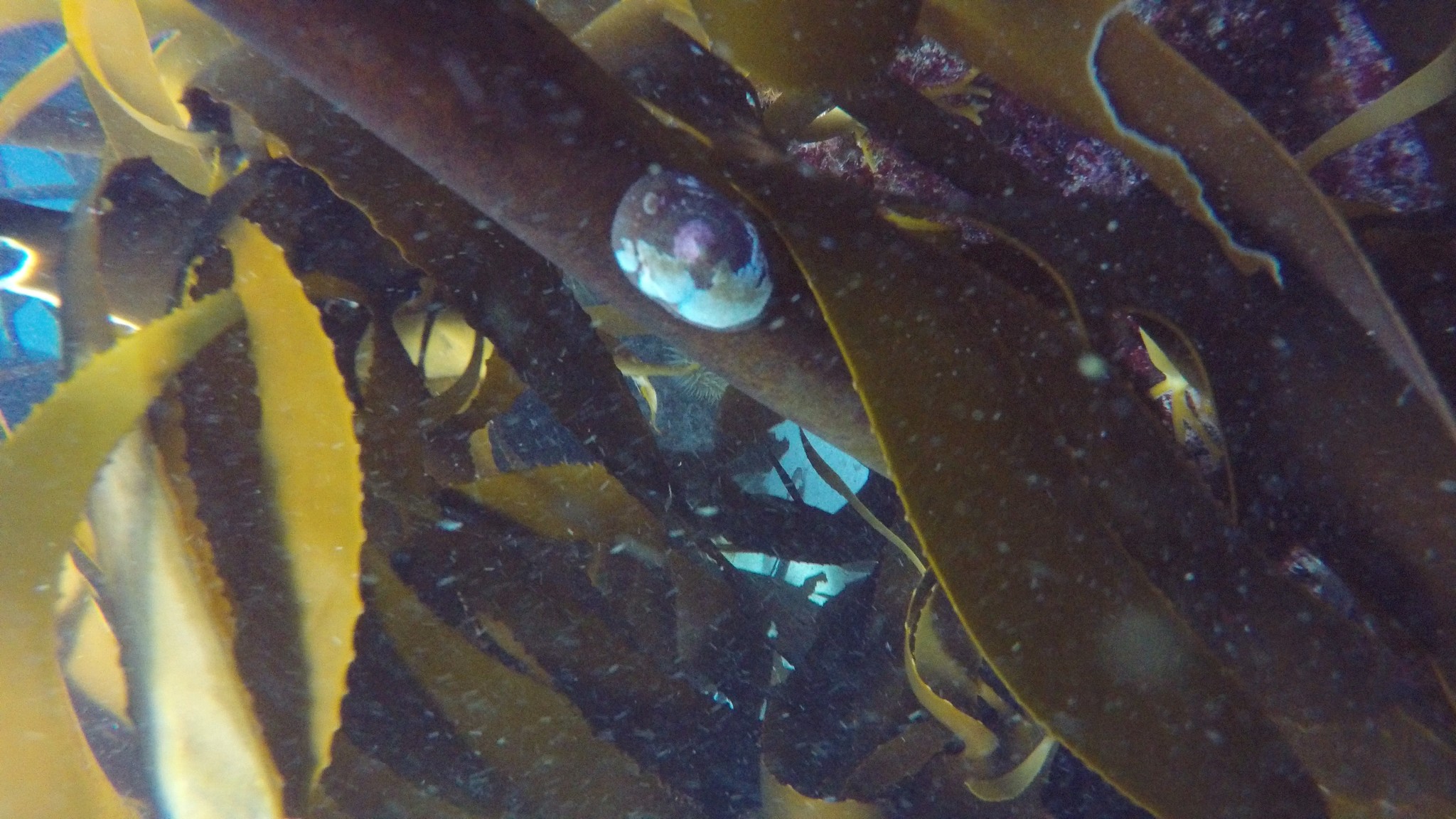 Cymbula compressa (Linnaeus, 1758)