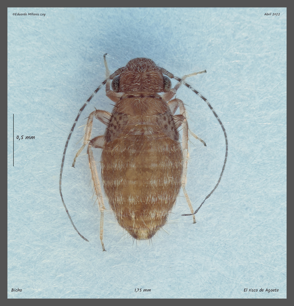 Cerobasis longicornis from Las Palmas, España on April 22, 2022 at 07: ...