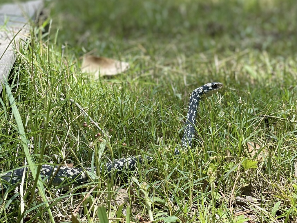 Buttermilk Racer in May 2022 by mollytx · iNaturalist