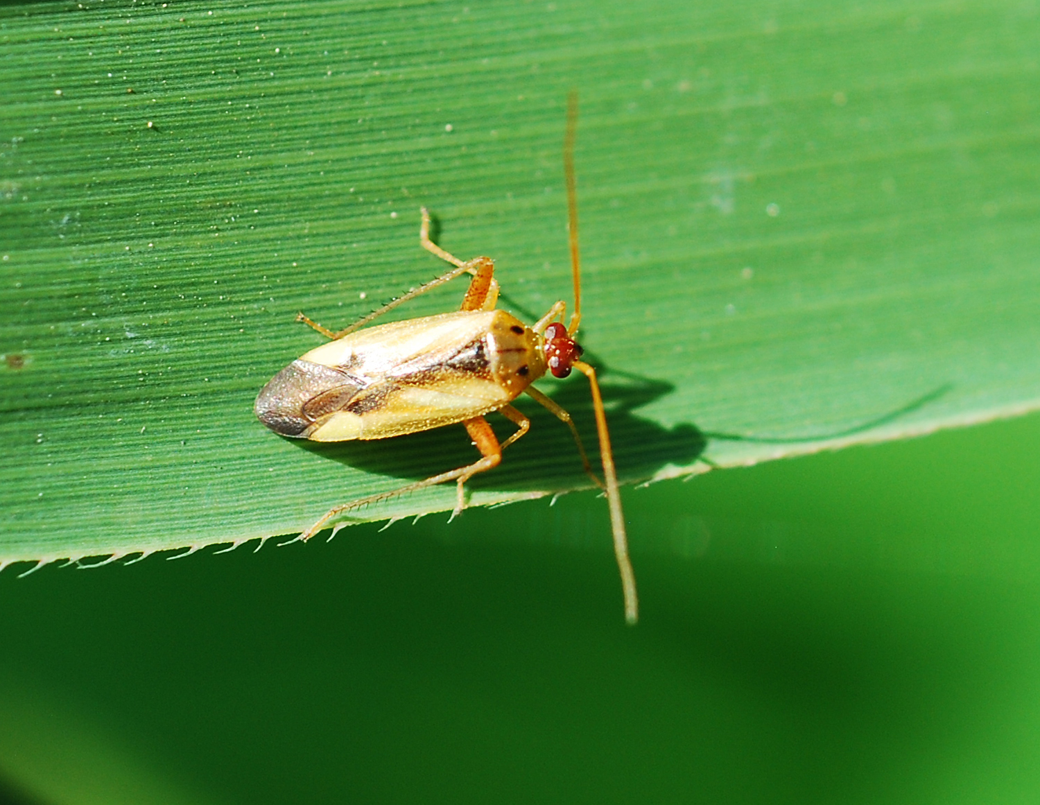 Adelphocoris suturalis (Jakovlev, 1882)