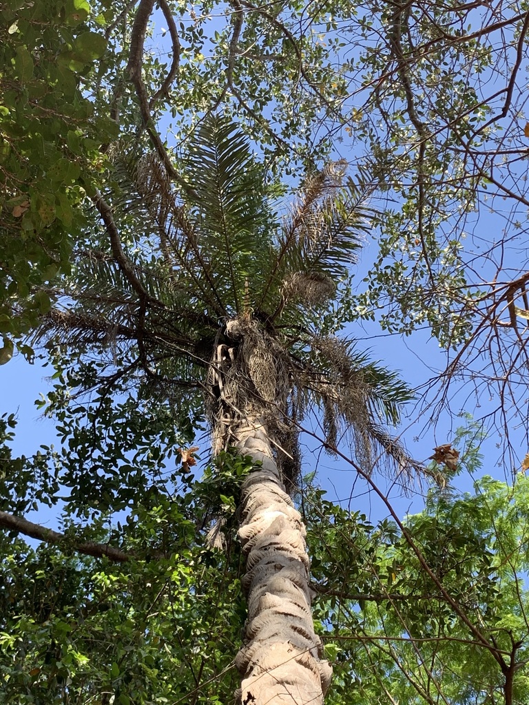 Macaw palm from Campana (La), Villa de Álvarez, COL, MX on May 1, 2022 ...