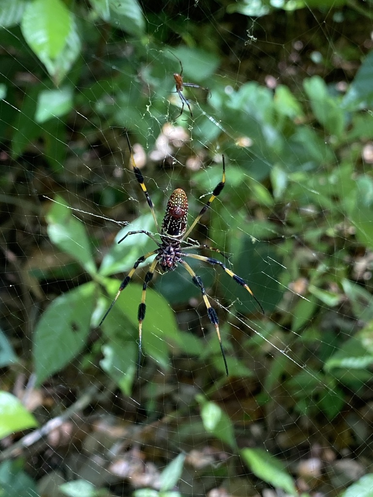 Golden Silk Spider from Miami-Dade County, US-FL, US on May 1, 2022 at ...