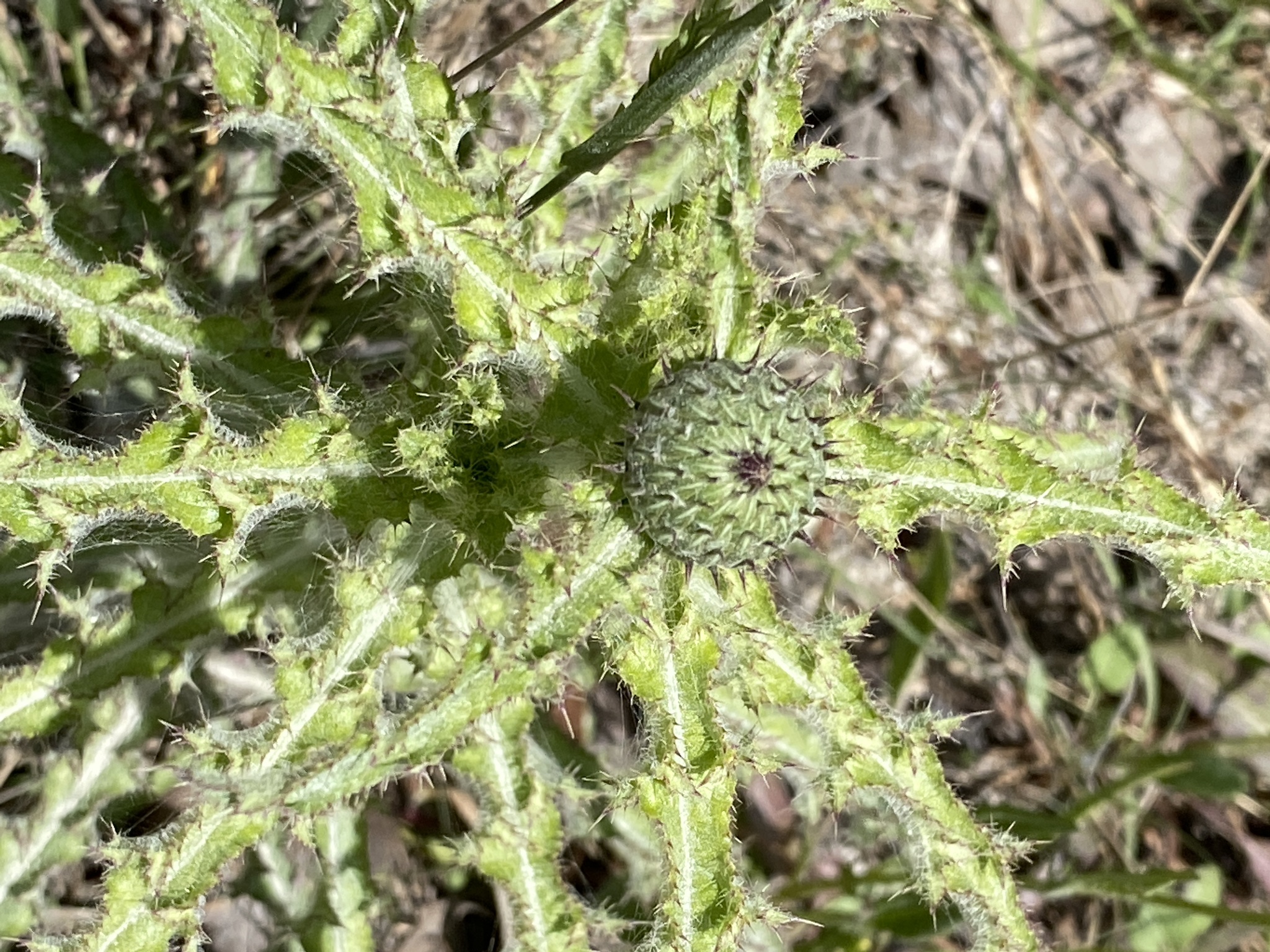 Cirsium repandum Michx.