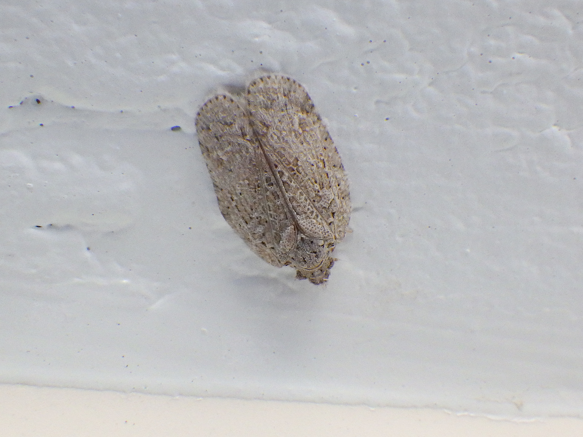 Flatoidinus punctatus (Walker, 1851)