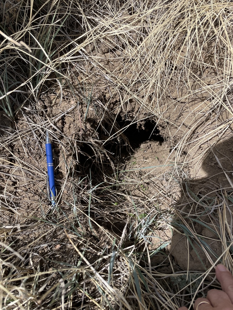 American Badger from Plains Conservation Center, Aurora, CO, US on May ...