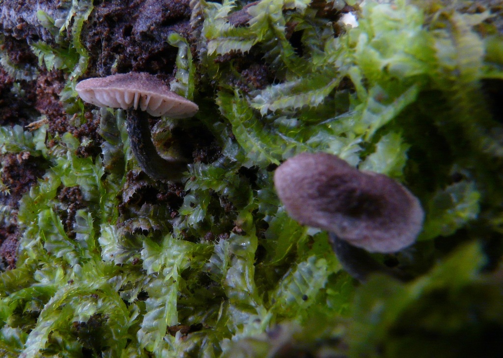 Entoloma gloucesterense from Howick, Mangemangeroa Valley Walkway on ...