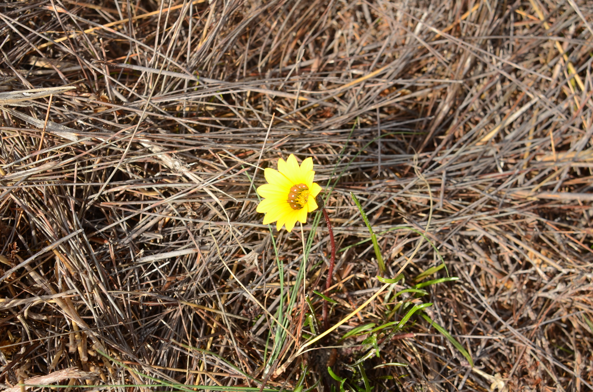 Gazania pectinata (Thunb.) Hartw.