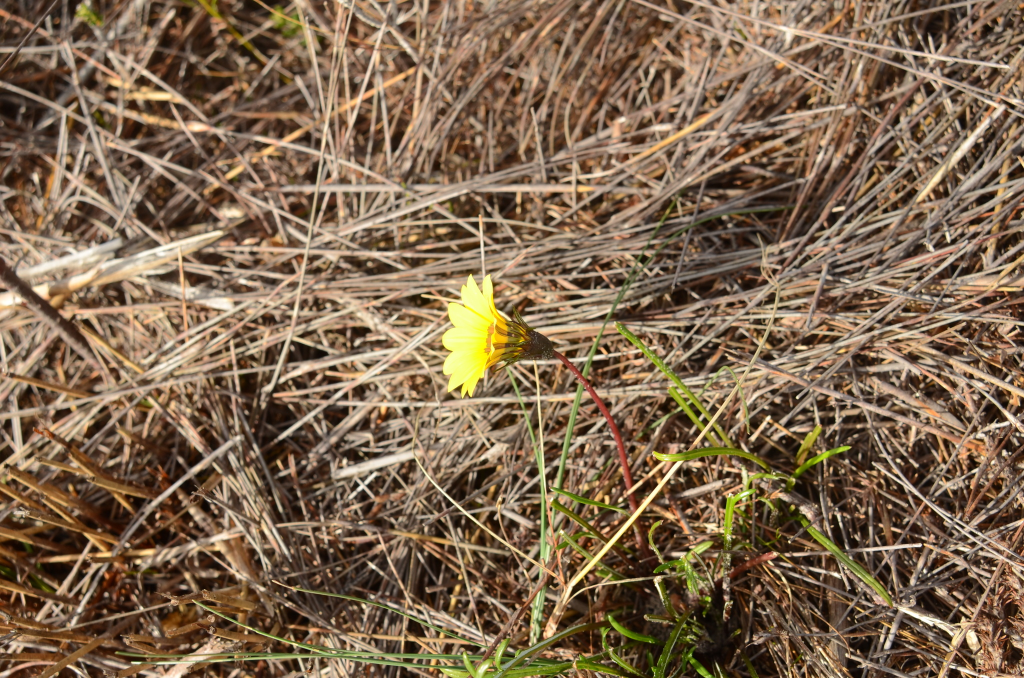 Gazania pectinata (Thunb.) Hartw.