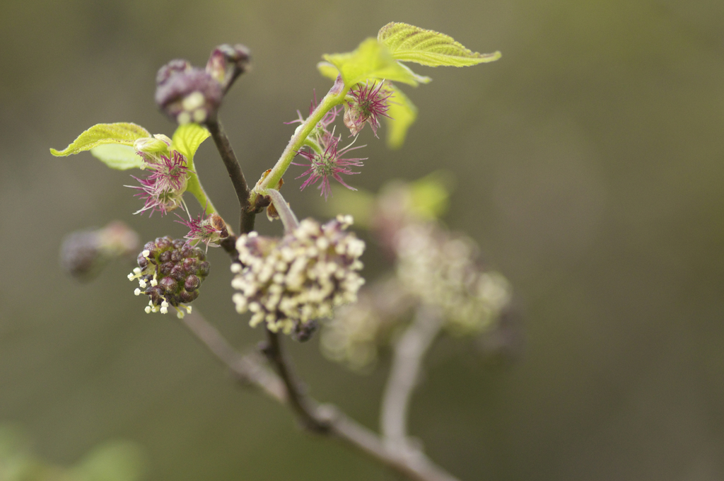 Paper mulberry (Broussonetia papyrifera) - Botanical Realm