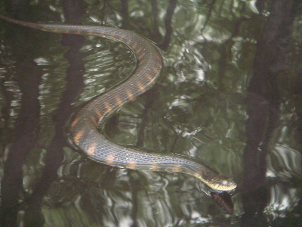 Southern Banded Watersnake from roanoke river on May 15, 2007 by Scott ...