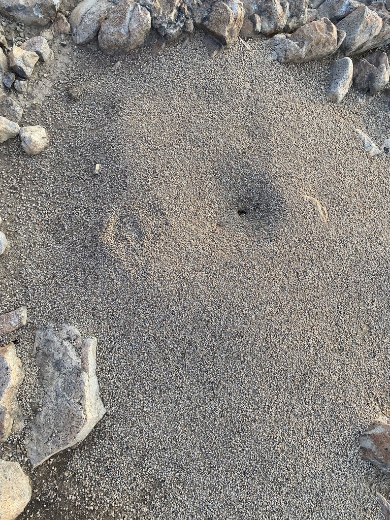 Bicolored Pyramid Ant from Tepotzotlán, Edomex, MX on May 1, 2022 at 07 ...