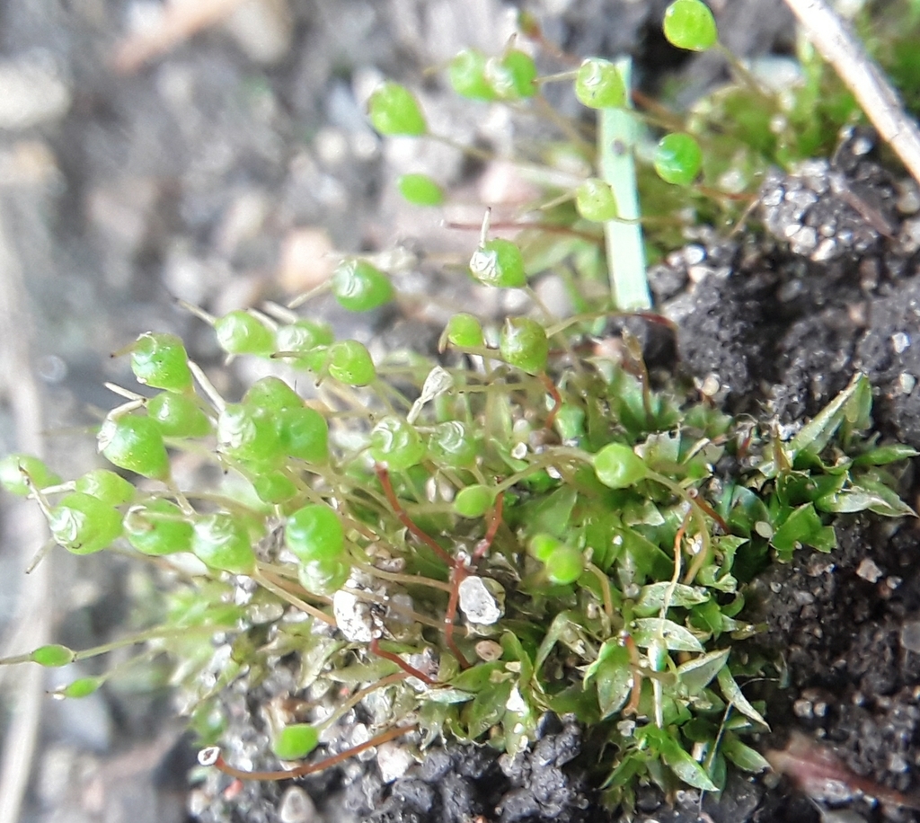 common bladder moss from Upper Canal, Indianapolis, IN 46202, États ...