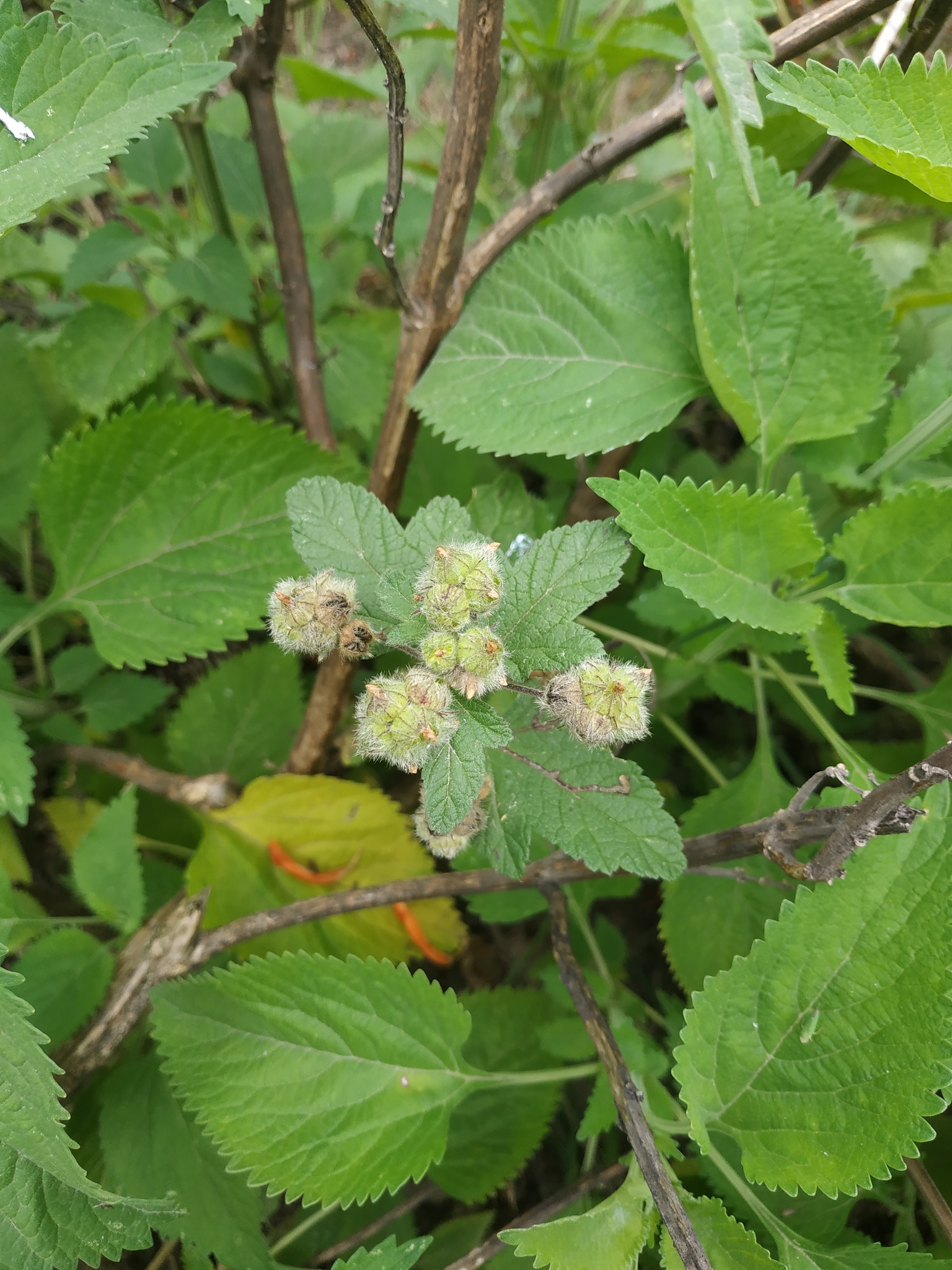 Fuertesimalva limensis (L.) Fryxell