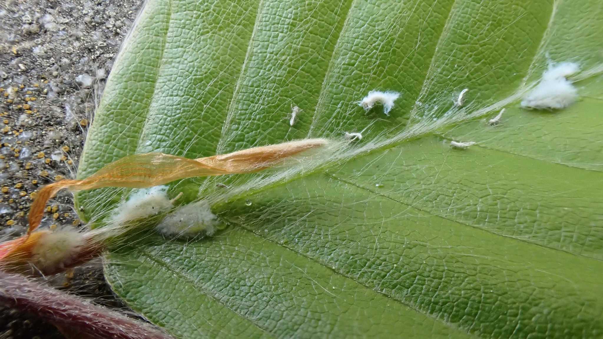 Phyllaphis fagi (Linnaeus, 1761)