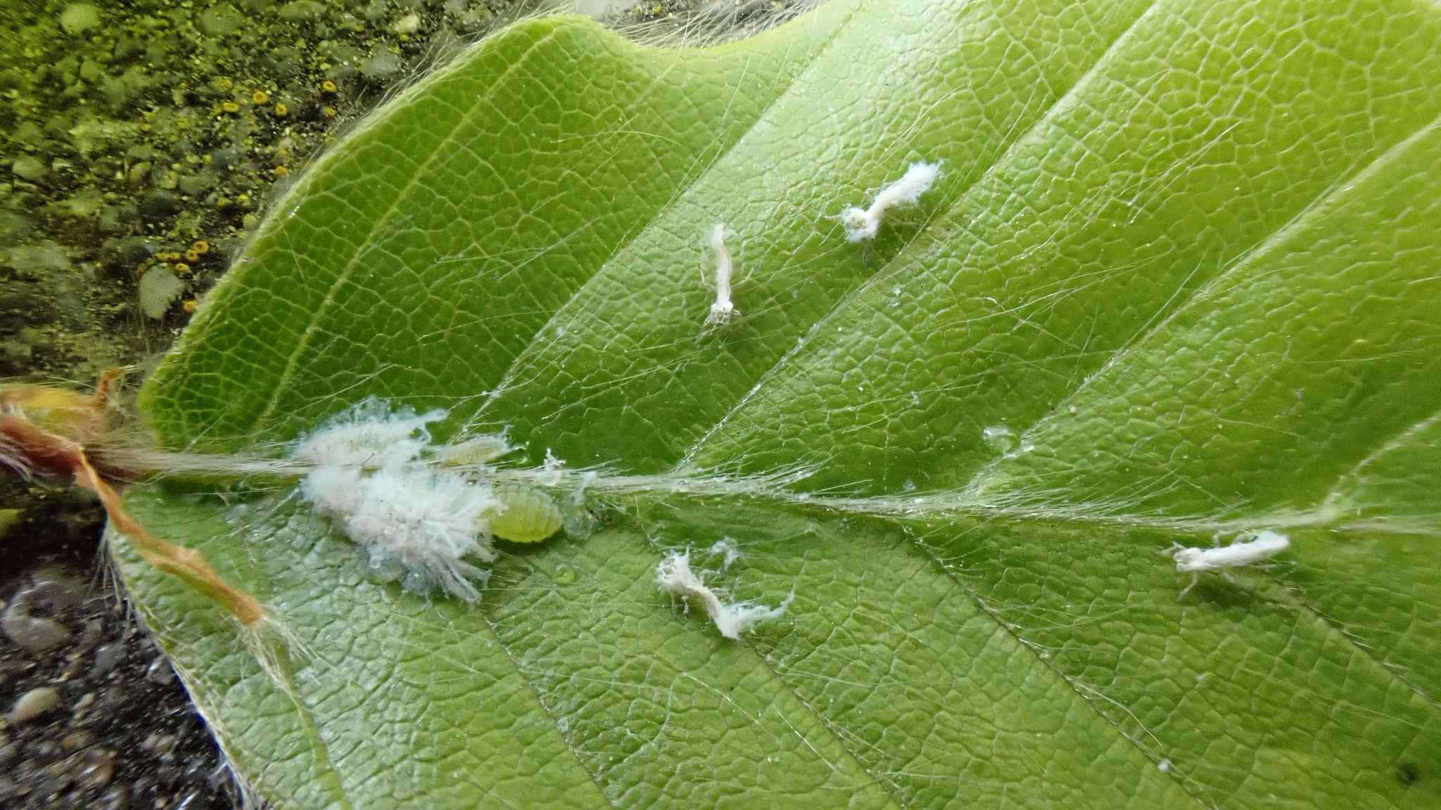 Phyllaphis fagi (Linnaeus, 1761)