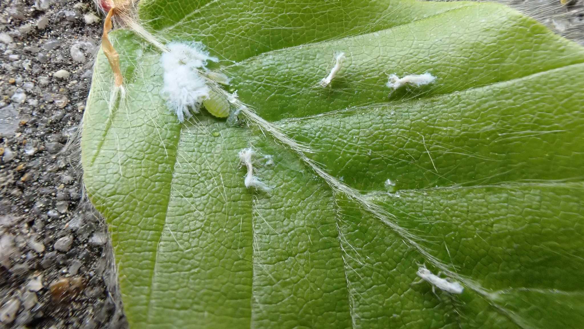 Phyllaphis fagi (Linnaeus, 1761)