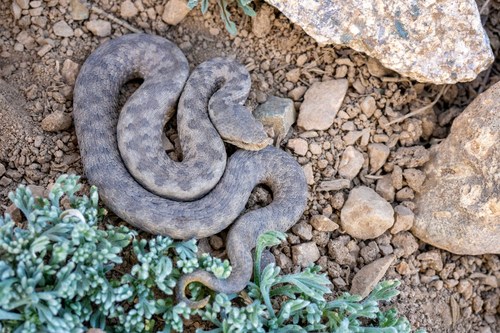 Atlas Dwarf Viper (Vipera monticola) - Snakes and Lizards