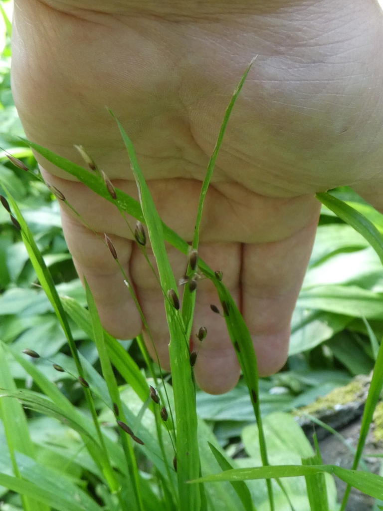 Wood Melick from Brierley Hill, UK on April 29, 2022 at 03:27 PM by ...