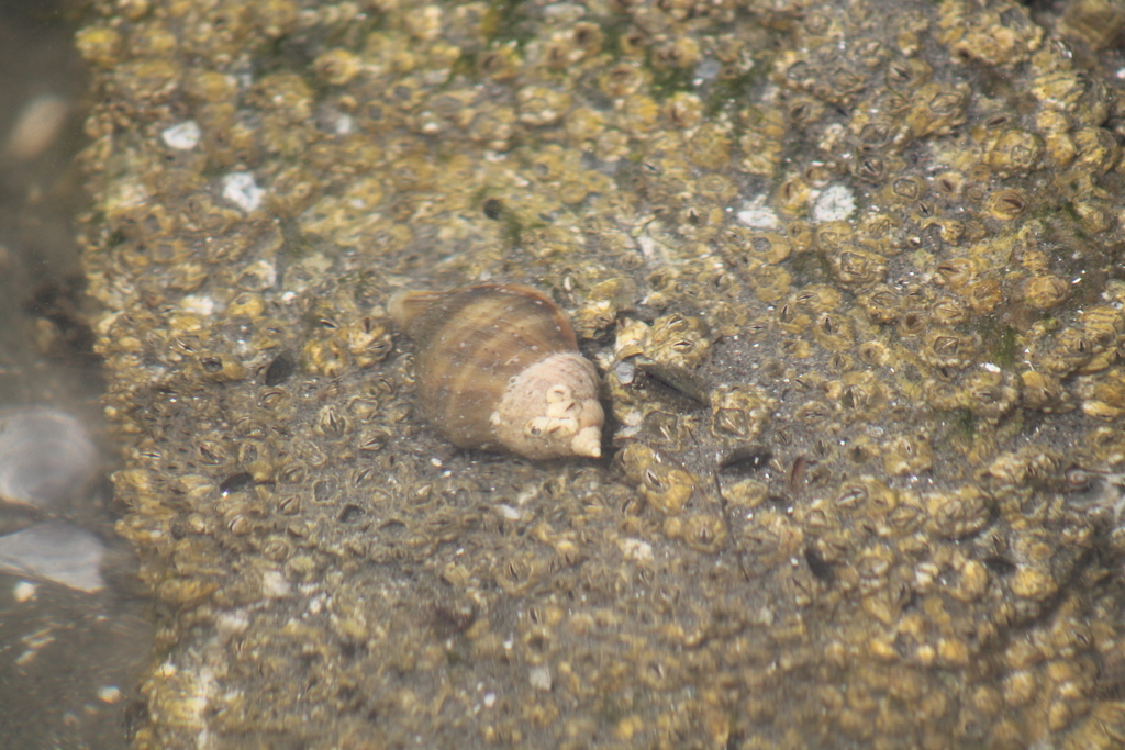 Periwinkle Snails from Delta, BC, Canada on April 30, 2022 at 12:58 PM ...