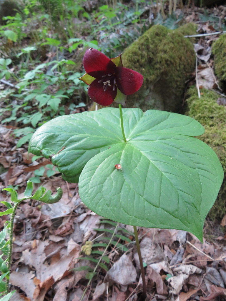southern red trillium (Common Flowering Plants in Anderson County, TN ...