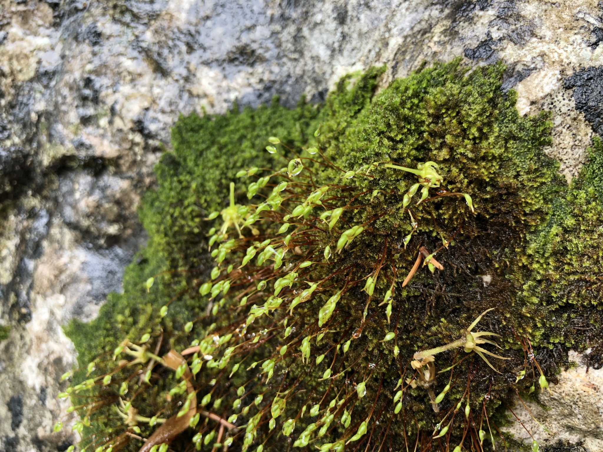 Campylophyllum halleri Fleischer, 1914