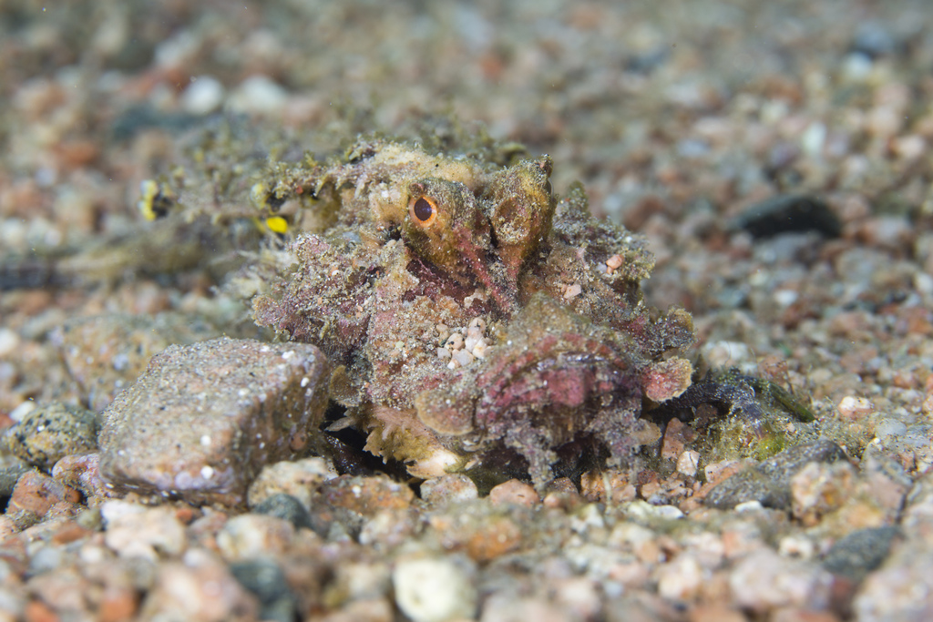 Two-stick stingfish (Inimicus filamentosus) - Marine Life Identification