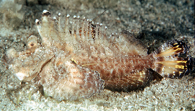Two-stick stingfish (Inimicus filamentosus) - Marine Life Identification