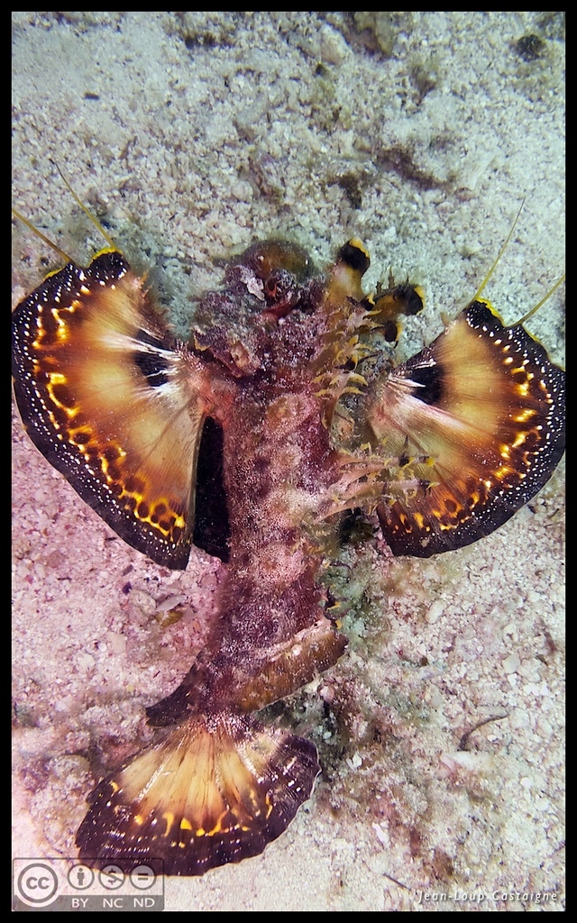 Two-stick stingfish (Inimicus filamentosus) - Marine Life Identification