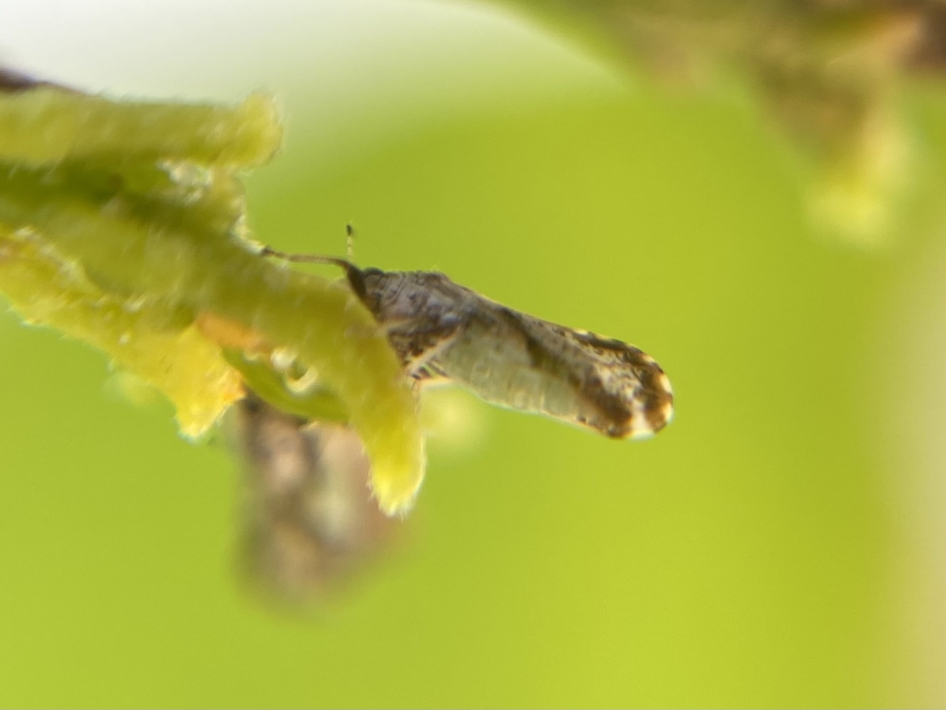 Diaphorina citri Kuwayama, 1908