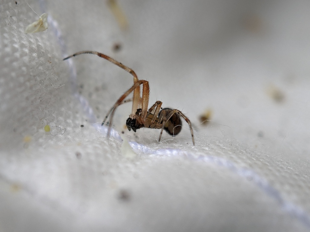 Banded Comb-Footed Spider from London, UK on May 1, 2022 at 12:15 PM by ...