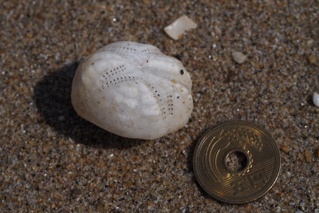 Sea Potato from Kobe, JP-HG, JP on May 29, 2015 at 02:40 PM by harum ...