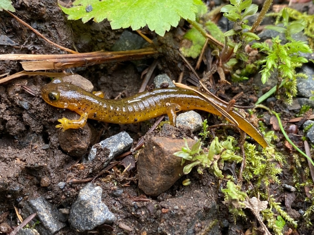 Cascade Torrent Salamander in May 2022 by Erin · iNaturalist