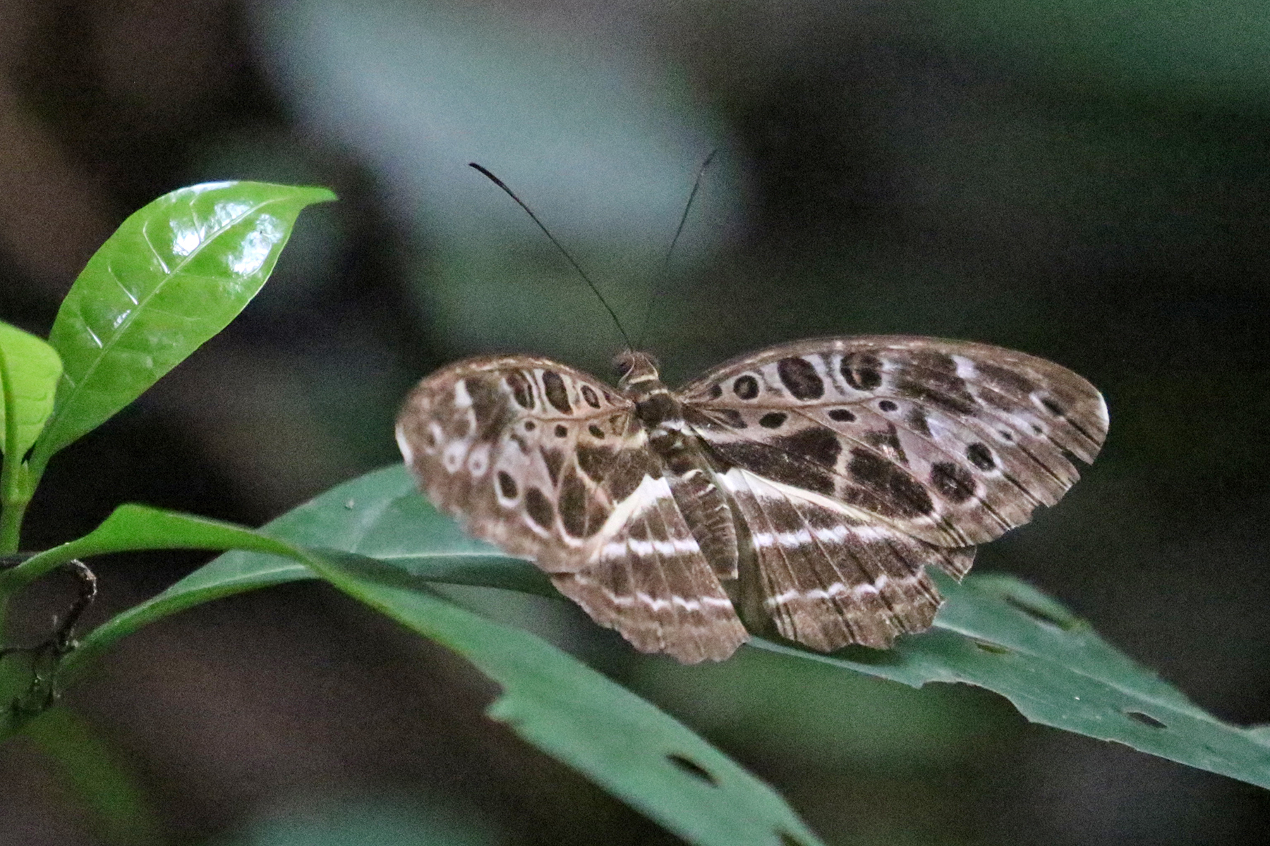Catuna crithea Drury, 1773