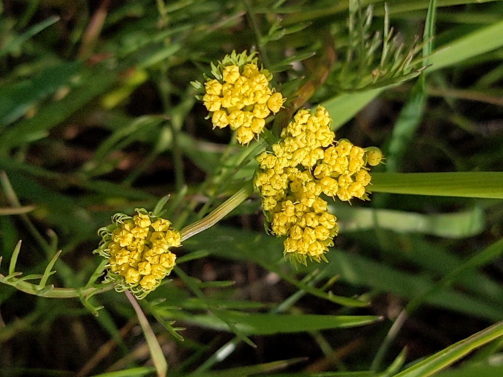 Bradshaw's desert-parsley in May 2022 by josh_pope. Toothed bractlets ...