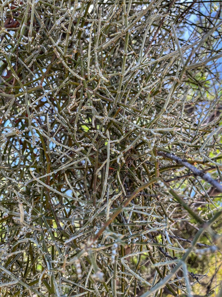 Mesquite Mistletoe from Tohono Chul Park, Tucson, AZ, US on May 1, 2022 ...
