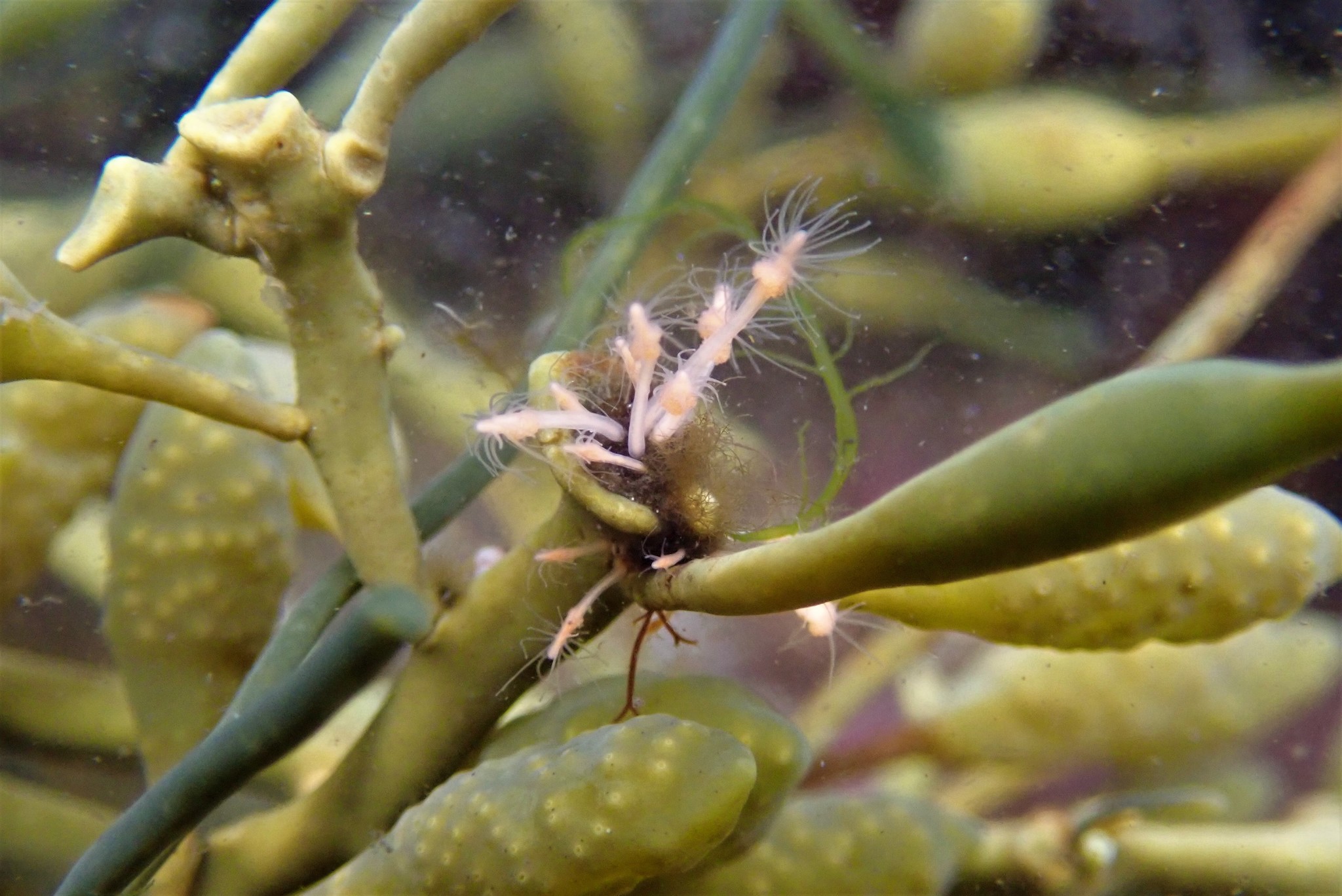 Clava multicornis (Forsskål, 1775)