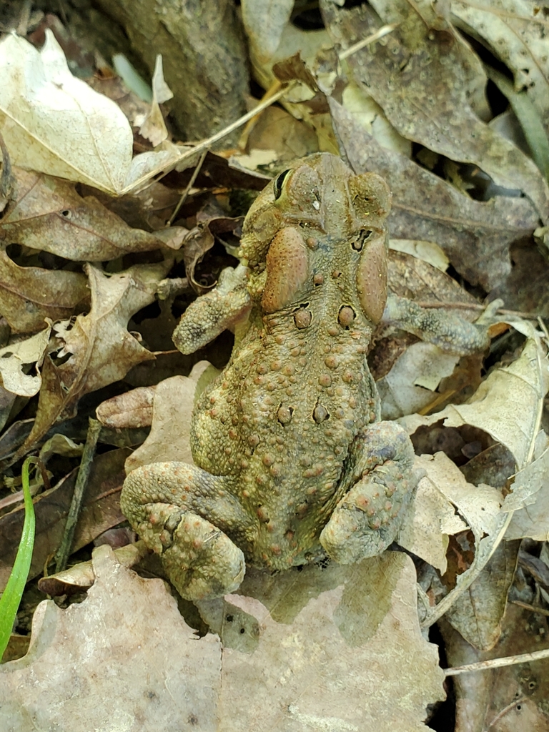 American Toad from Hollyvilla, KY 40118, USA on May 01, 2022 at 02:27 ...