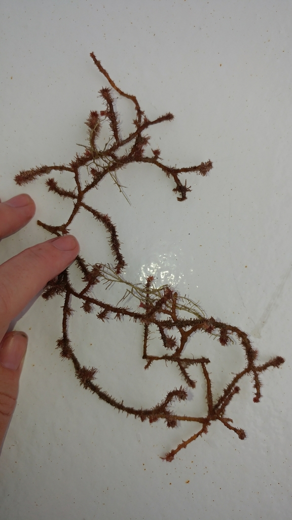 Digenea simplex (Algas marinas de Costa Rica) · iNaturalist