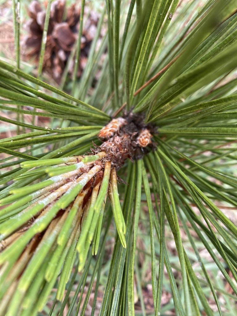 American hard pines from Troy Country Club, Troy, AL, US on May 1, 2022 ...
