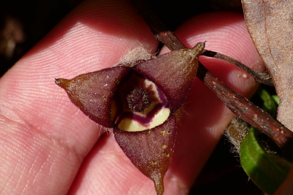 Canadian wild ginger from Rock Creek Regional Park, Montgomery ...
