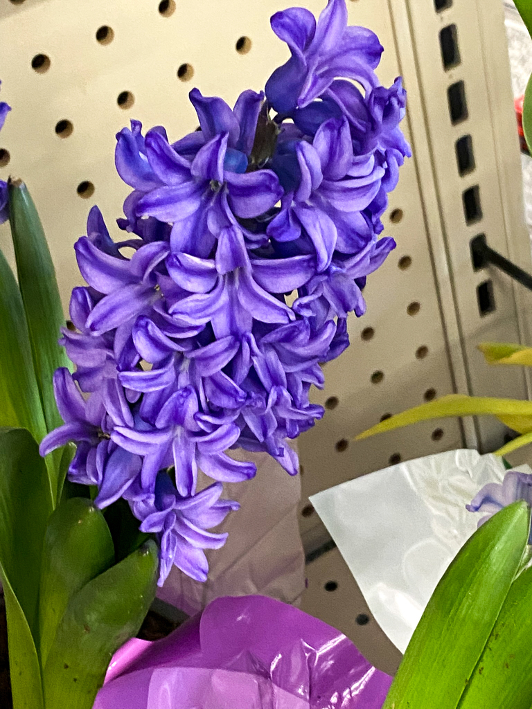 Hyacinth from Forest, VA, USA on April 12, 2022 at 04:20 PM by Allison ...